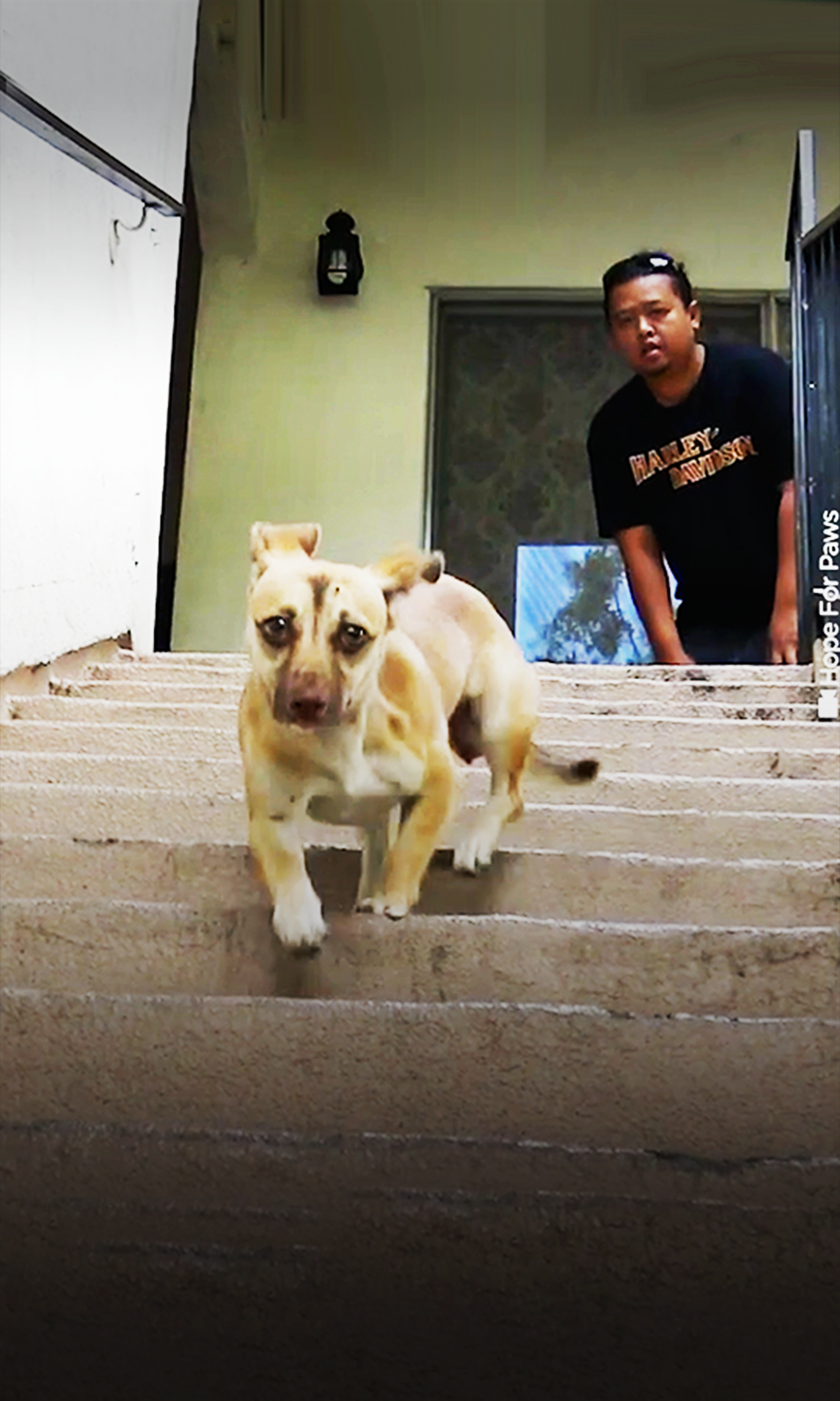 Guy Tries To Win Over Dog Afraid Of Men