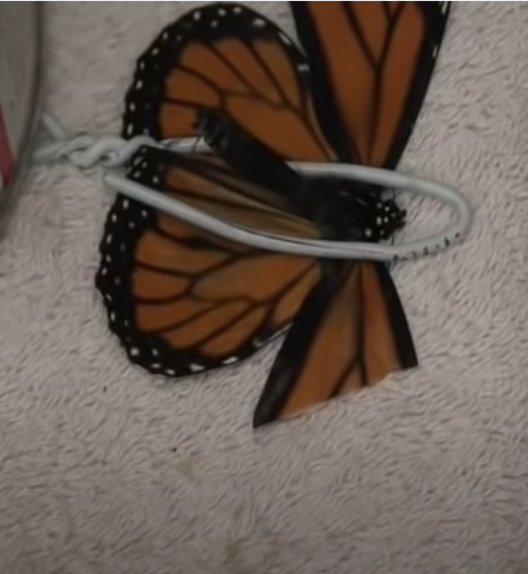 This Is How To Fix A Broken Butterfly Wing