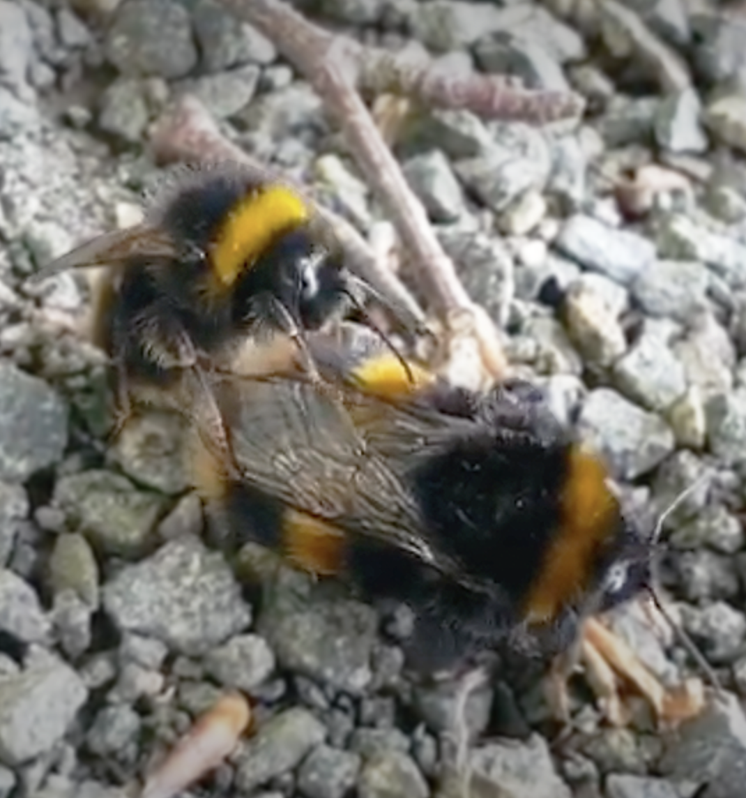 Watch This Bee Explode After Sex