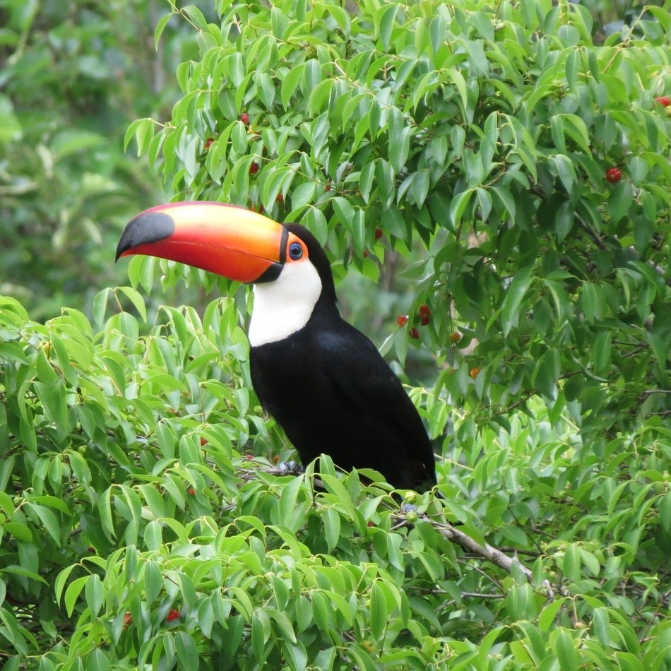 10 curiosidades sobre a Mata Atântica